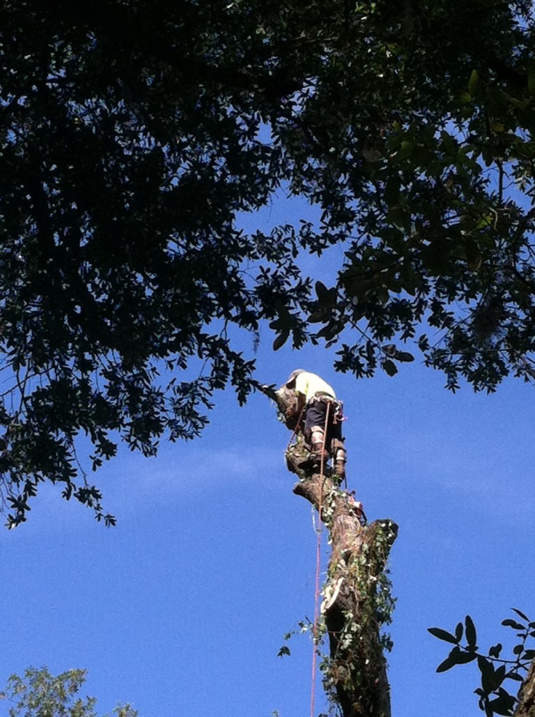 tree surgery – Plain and Fancy